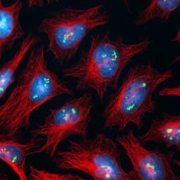 细胞核 | GeneTex中文官方网站